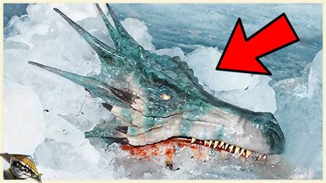 Los Cient Ficos Han Encontrado Evidencia De Que Los Dragones Existieron
