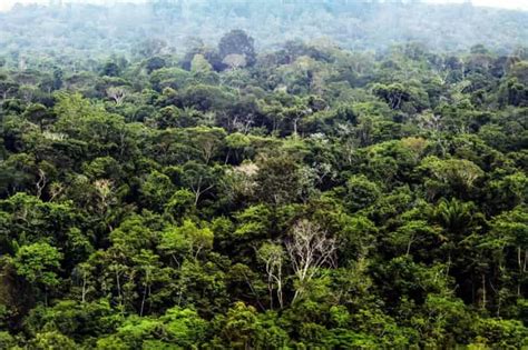 Brasil necessita recuperar 25 milhões de hectares de vegetação nativa