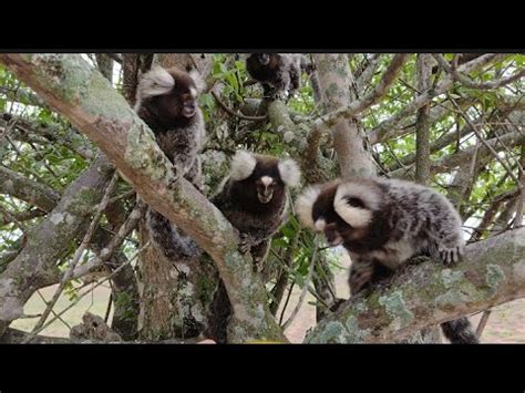 Essa nova turma de macaco sagui é muito brava veja só sagui filhotes
