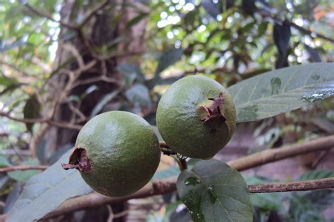 Fotos gratis árbol rama Fruta hoja flor comida verde Produce