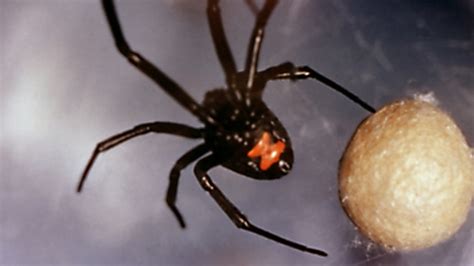 Fascinating Facts About Spider Webs