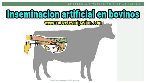 Inseminacion Artificial Esta La De Leche Con Una Jeringa Telegraph