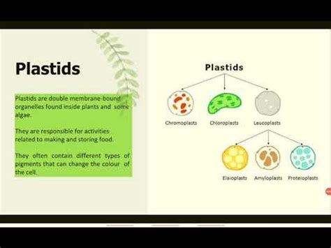 What Are Plastids Functions Types About Lecoplast Chloroplasts