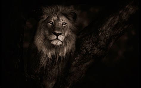Dark Lion Wallpapers Top Free Dark Lion Backgrounds WallpaperAccess