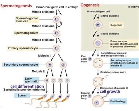 Spermatogenesis Vs Oogenesis MEDizzy