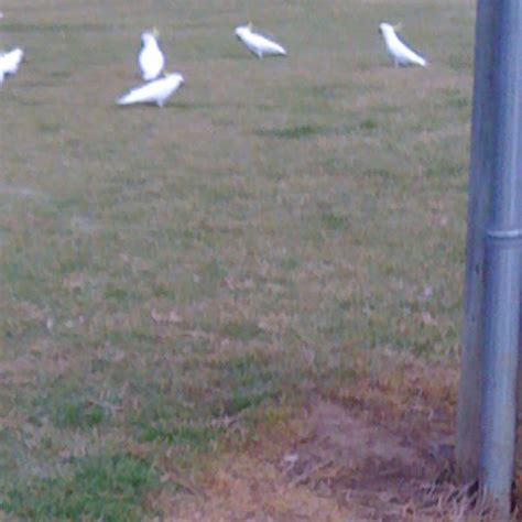 Sulphur Crested Cockatoo Project Noah