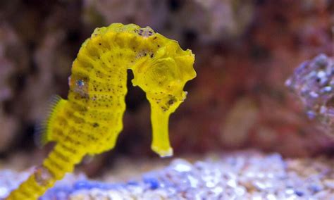 Descubre Las Curiosidades M S Interesantes Sobre El Caballito De Mar