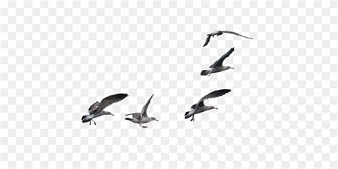 Flying Bird Png Transparent Flying Bird Images Flock Of Birds Png