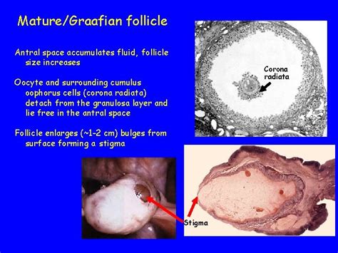 In The Mature Or Graafian Follicle Of The Ovary Telegraph