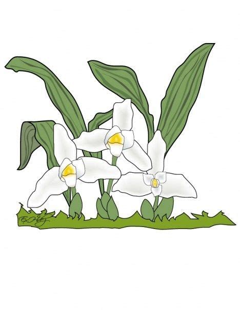 Monja Blanca National Flower Of Guatemala Coloring Page Coloring Porn