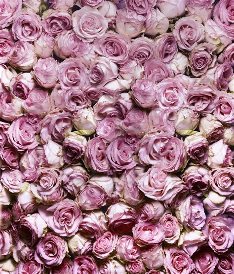 10 Rose Colors And Their Meanings To Help You Pick The