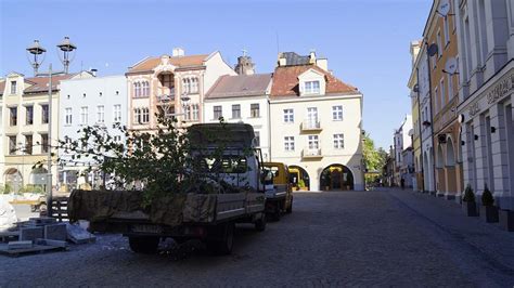 Zdjęcie 3 Na rynek w Gliwicach przyjechały drzewa Zostały nasadzone