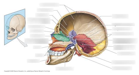 Midsagittal Cut Of Cranium Diagram Quizlet