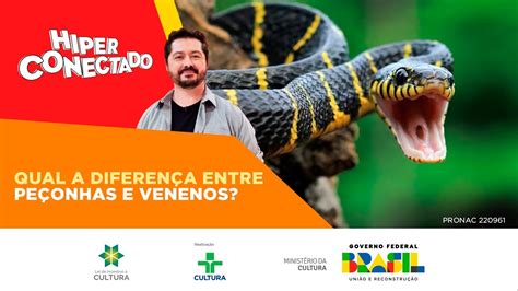 QUAL A DIFERENÇA ENTRE PEÇONHAS E VENENOS Hiperconectado YouTube