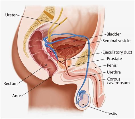 Female Colonoscopy Position