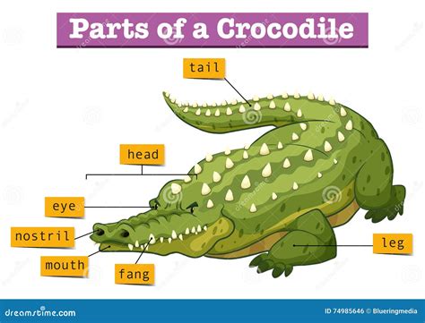 Actualizar 90 imagen descripción de un cocodrilo en inglés Abzlocal mx