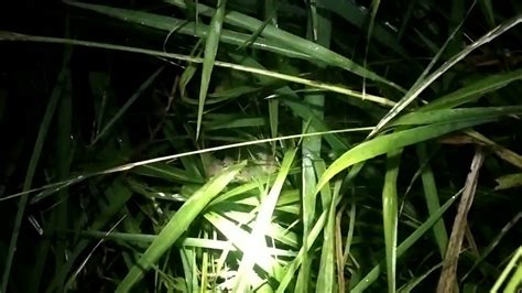 Menangkap Burung Malam Hari Youtube