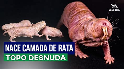 Nacen 9 crías de extraño mamífero Rata topo desnuda Rata lampiña