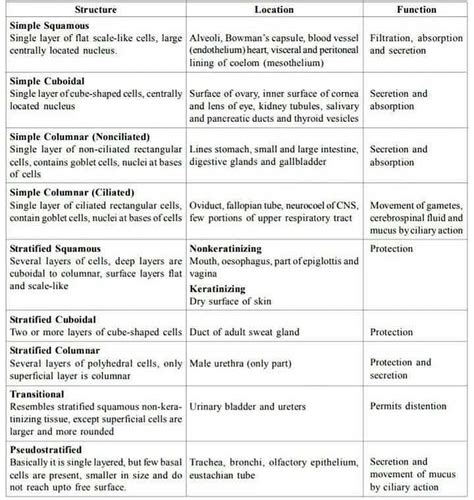 Summary Chart Of Epithelial Tissue For Quick Revision EduRev NEET