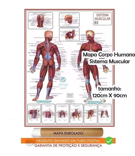 14 Mapa Anatomia Corpo Humano Sistema Muscular Mebuscar Brasil