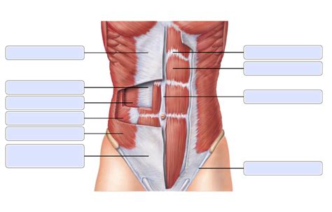 Muscles Of Abdominal Wall Diagram Quizlet
