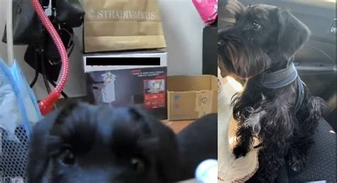 Perrita descubre que hay una cámara que la espía cuando su dueña se va