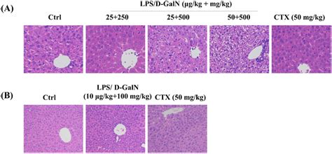 HE Staining Indicating LPS D GalN Induced Liver Damage A Acute