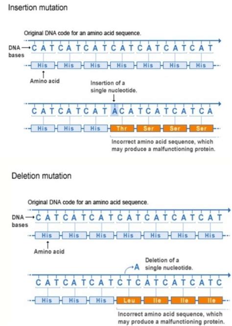 Dna Mutation Deletion