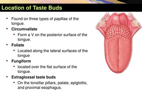 Human Tongue Taste Papillae And Their Afferent Nerve
