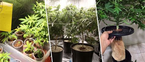 Cómo cultivar y cuidar plantas de cannabis en interior