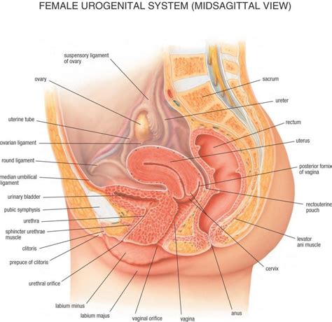 Female Human Internal Organs Diagram