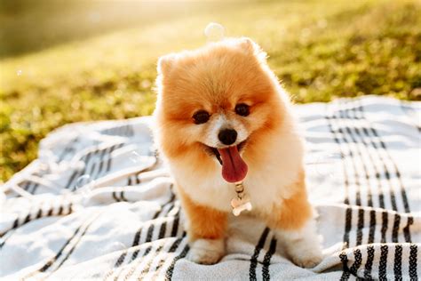 Ra As De Cachorro Mais Populares No Brasil