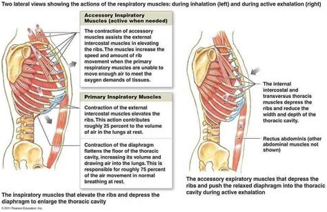 Which Of The Following Is Not A Muscle Of Respiration
