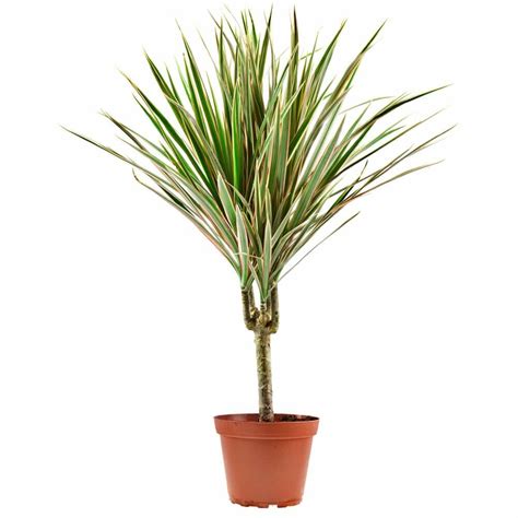 12 Best Dracaena Plants To Grow At Home Petal Republic