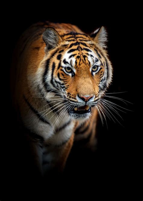 Tiger Portrait Poster Picture Metal Print Paint By Volodymyr