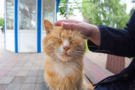 Por qué mi gato me sigue a todas partes Significado espiritual