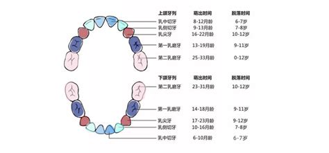 最全的小孩换牙齿的顺序图片儿童换牙时间和顺序知多少 说明书网
