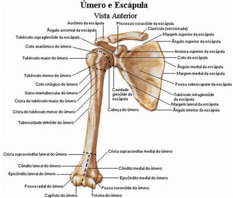 Úmero Escápula Anatomia do Aparelho Locomotor