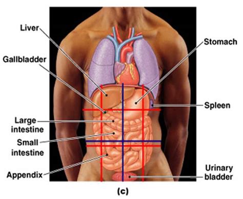 Nine Regions Of The Abdominopelvic Cavity