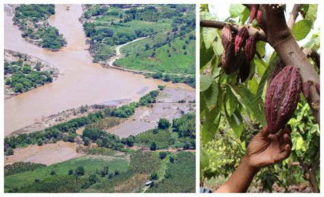 Cultivos De Cacao Caf Lim N Y Arroz Est N En Riesgo Por Fen Meno El