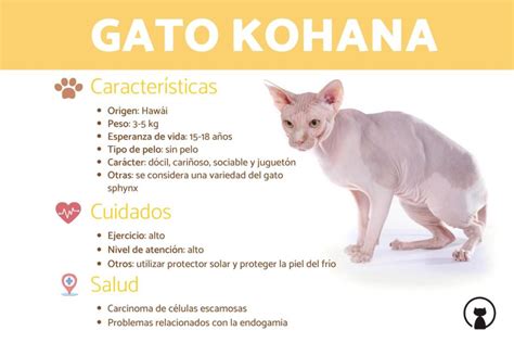 Cuántos años vive un gato Kohana Blog de ADOPTA un Animal