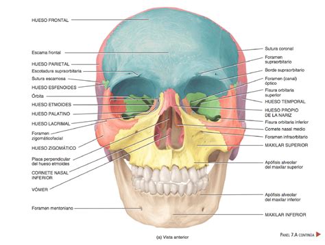 Aplicar caliente Creta anatomia huesos de la cabeza Incorrecto paño