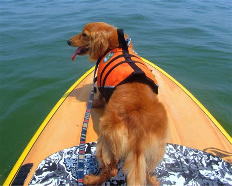 Navyline Gilet de sauvetage pour chiens M 8 à 15 kg M 35330