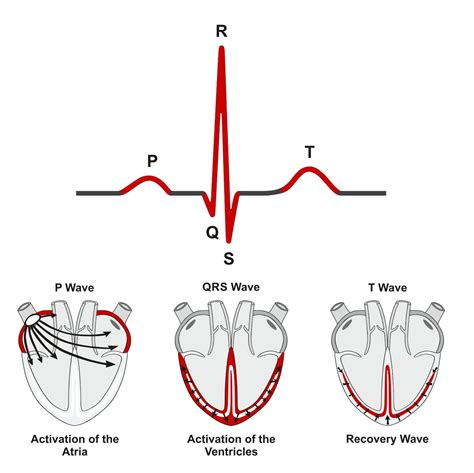 Electrocardiogram EKG ECG 46 OFF Micoope Gt