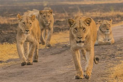 1 Day Akagera Safari Wild Wonders Africa