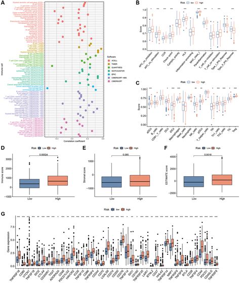 Identification And Validation Of A Cancer Associated Fibroblasts