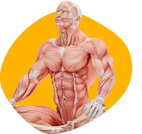 MuscleFlix Aprenda Tudo Sobre O Sistema Muscular