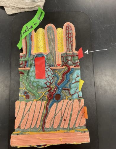 Anatomy Final Lab Practical Flashcards Quizlet