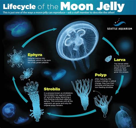 Jellyfish Lifecycle Jellyfish Facts Jellyfish Tank Jellyfish Aquarium