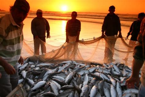 Pesca Artesanal Da Tainha Certificada Como Patrim Nio Imaterial De